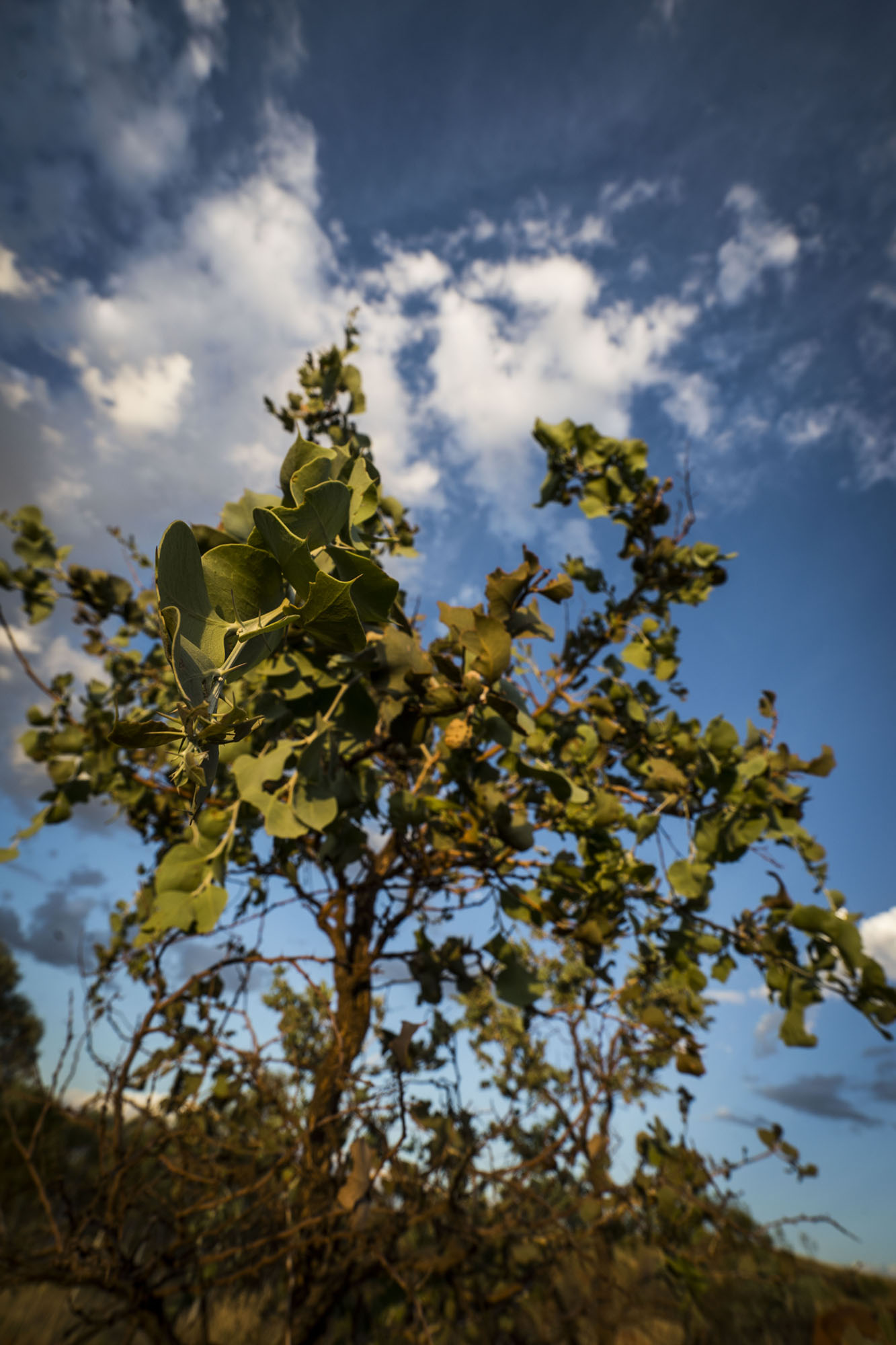 Woodstock & Nullagine Destination Branding - Publik